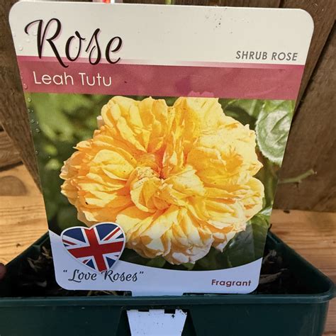 Leah Tutu Shrub Rose Markeaton Garden Centre