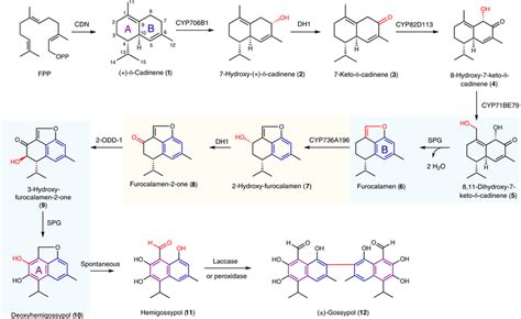Generation And Aromatization Of Reactive Carbonyl Species In The