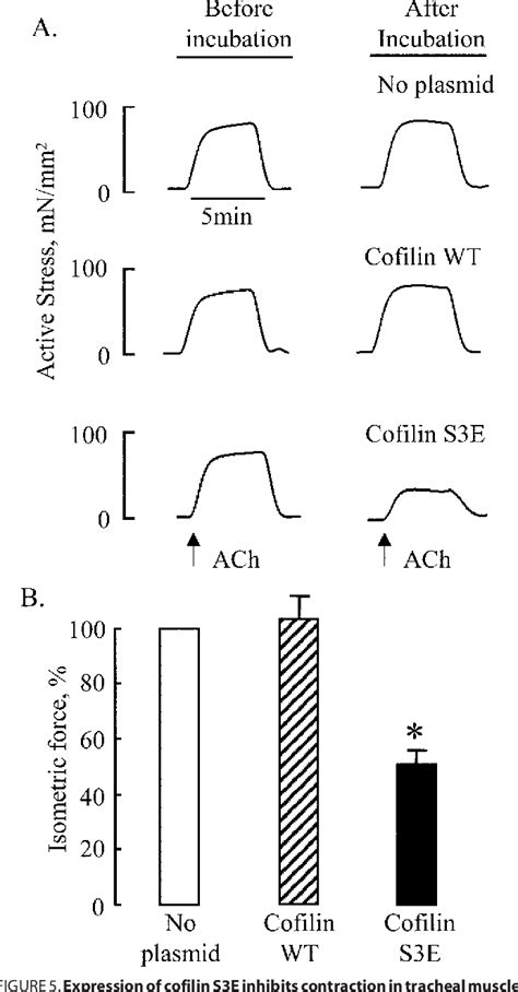 Figure 5 From Actin Depolymerization Factorcofilin Activation