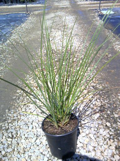 Carex Barbarae Santa Barbara Sedge