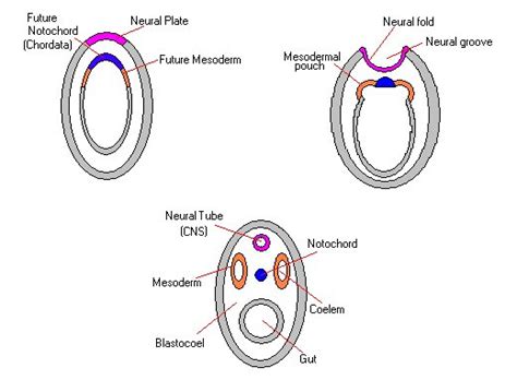 Embryology