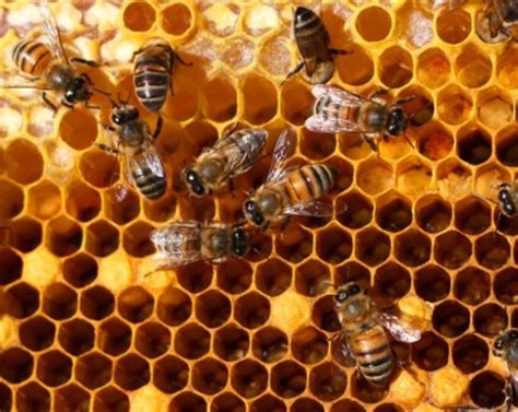 벌집 구조에 대하여 네이버 블로그