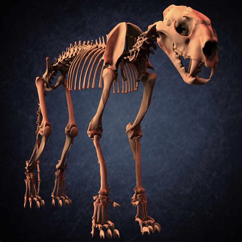 Leopard Skeleton 3d Model Zbrushcentral