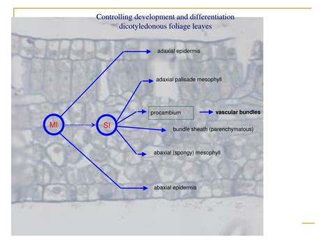 Ppt The Role Of The Apex In Differentiation Growth The Development