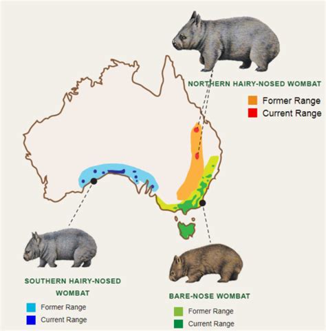 Wombat Distribution 2 Anthropocene Trace Fossils Of The Future