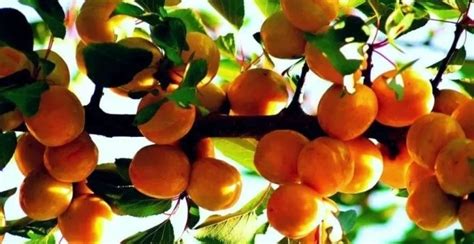 唐汪川的杏子要熟了！腾讯新闻