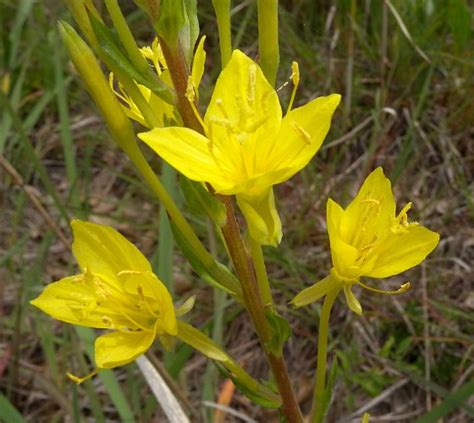 Clelands Evening Primrose Oenothera Clelandii
