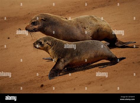 Cape Fur Seal Or Afro Australian Fur Seal Arctocephalus Pusillus