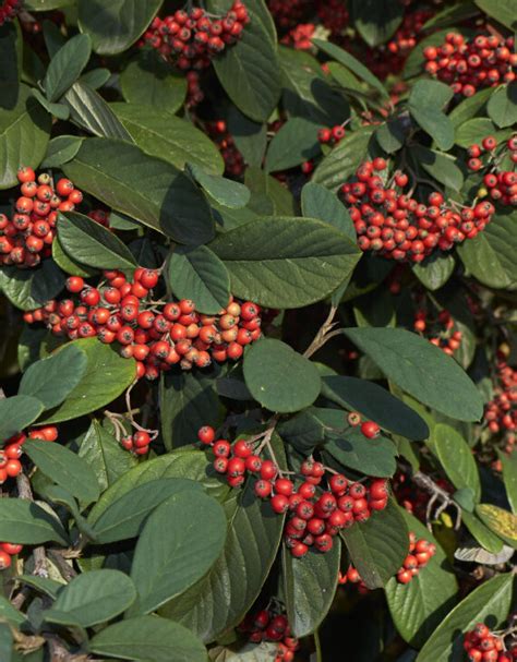 Cotoneaster Lacteus Cotoneaster Lacteus Plantes Et Cie Feuilles