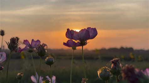 Beautiful Flower At Sunset In Summer 17691740 Stock Video At Vecteezy