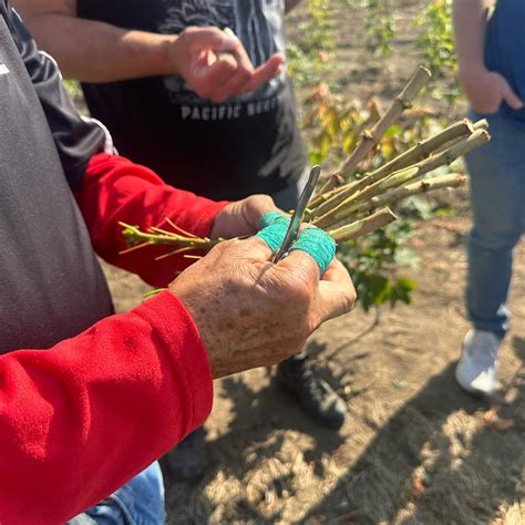 Oregon Nursery Production Tour 2024 Spring Grove Nursery
