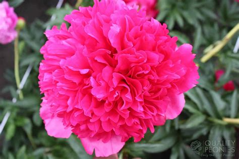Command Performance Quality Peonies
