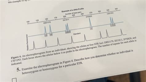 Solved This Example 35 Bp A Figure 4 An Electropherogram Fro