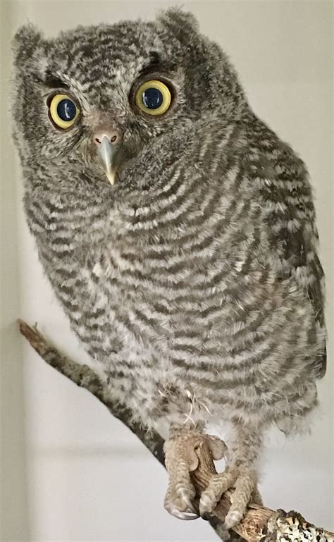 Western Screech Owl