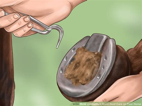 Horse Hoof Taking Care At Amanda Moretz Blog