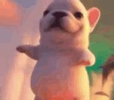 Dancing Pibble Pitbull  Dancing Pibble Pibble Dancing Discover