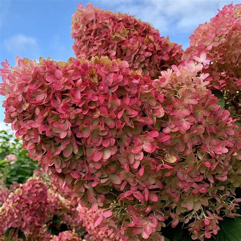 Хортензия паникулата Pinkachu®