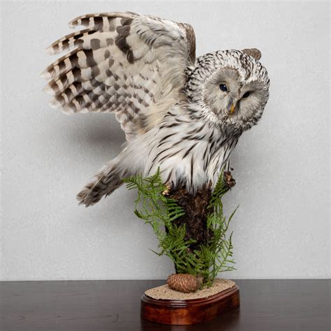 Ural Owl Taxidermy Bird Mount Mounted Stuffed Birds For Sale Real