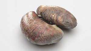 3d Anatomy Chicken Models Browse And Download Formats Turbosquid