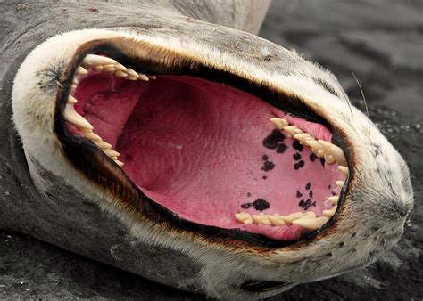 Leopard Seals Teeth Antarctic Seal Species The Ultimate Guide