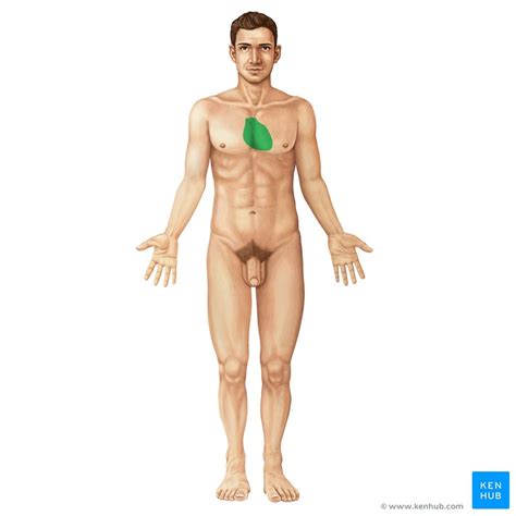 Precordium Anatomy And Location Kenhub