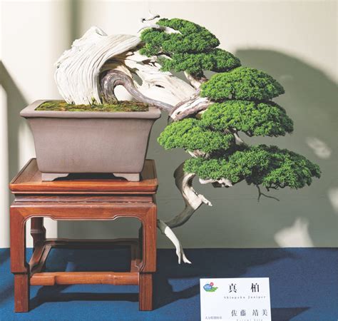 Kengai Bonsai Today