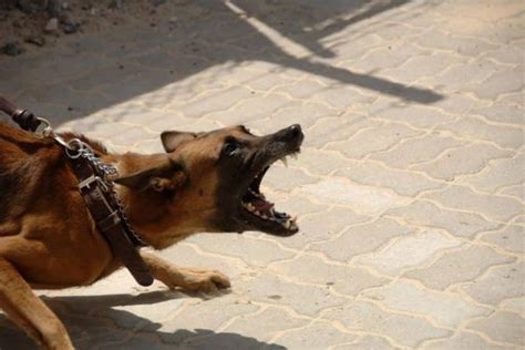 Why Do Belgian Malinois Bite So Much 9 Reasons Puplore