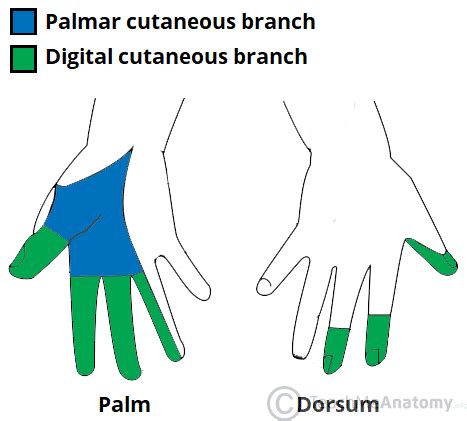 Palmar Cutaneous Branch Of The Median Nerve Supply Teachmeanatomy
