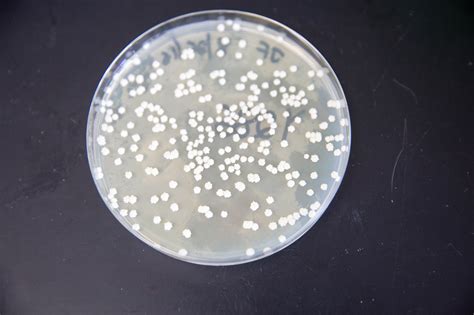 Yeast Evolution Offers Hope For Cellulosic Biofuel Great Lakes