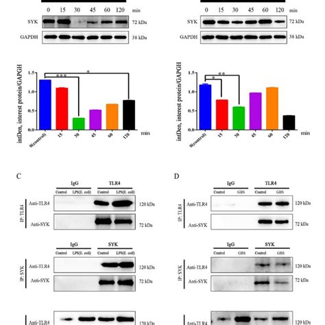 Syk Levels Correlation Between Tlr4 And Syk In Bmecs With Lps Or Gbs