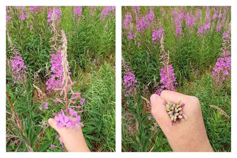 Alaskan Fireweed Jelly Recipe How To Make It In 11 Steps