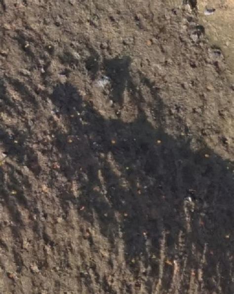 Pit Detection Instance Segmentation Dataset By Hops Healthcare