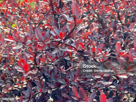 Photinia Red Robin Hedges Are Large Dense Evergreen Shrub With Stunning Red Leaves Popular Shrub