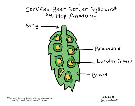 Certified Beer Server Syllabus Hop Anatomy — Pints And Panels