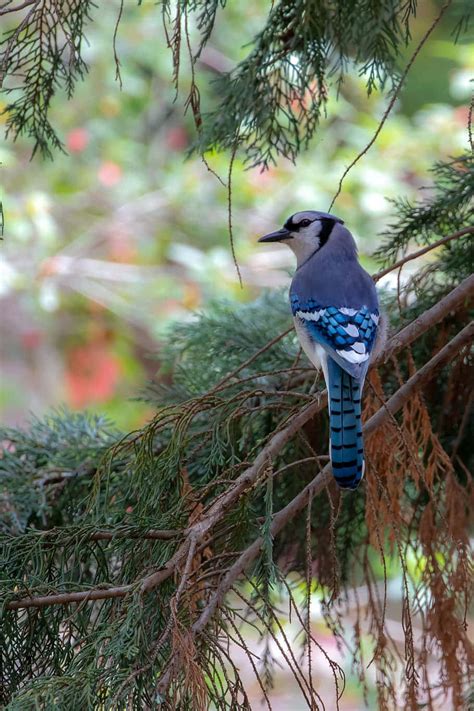 Blue Jay Pictures
