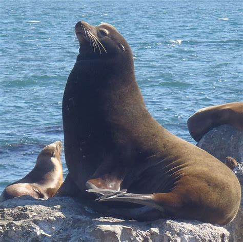 Sea Lion Info California Sea Lion Facts And Photos Pfplcp