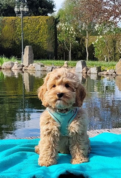 Doodle Bollipoo Cockapoo Brandenburg Welpen Berlin Hybridrasse