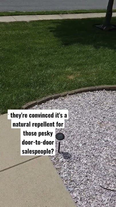 Did You Know Shorts Lawncare Weedcontrol Greengrass Youtube