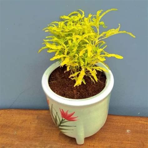 Tanaman Bunga Brokoli Kuning Yellow Akalipa Akalifa Lazada Indonesia
