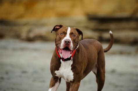 American Pitbull Terrier Dog Breed Info Pictures Temperament