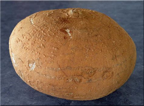 100 Jicama Wallpapers