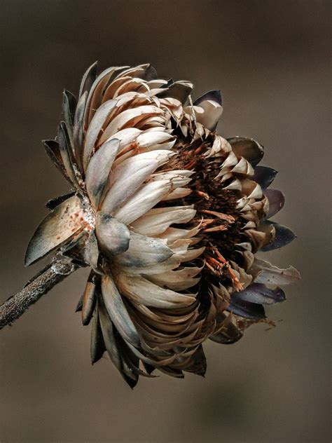 Mike Hindle On Linkedin Omsystem Naturephotography Macrophotography