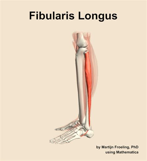 The Fibularis Longus Muscle Of The Leg