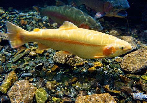 Gold Rush West Virginia To Flood Its Waters With Golden Rainbow Trout