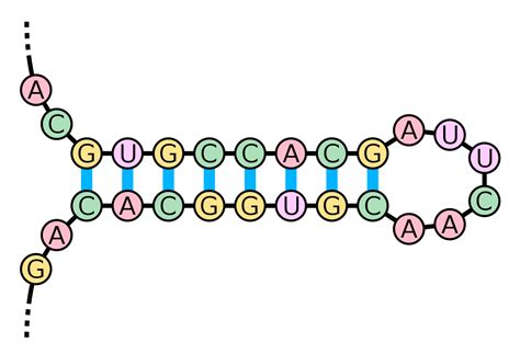 Structure De Larn Définition Et Explications