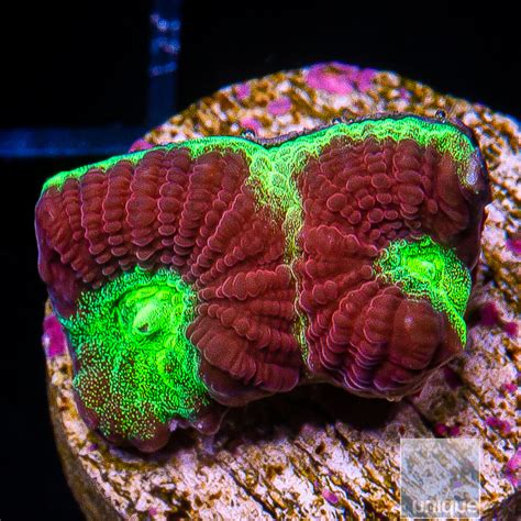 Unique Corals Presidents Day Monday Flashsale On R2r 219 9am 5pm Pst