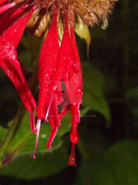 Bleeding By Dennae123 On Deviantart