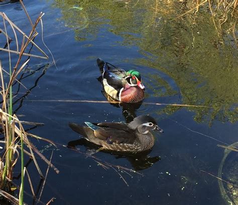 Wood Ducks Photo By Cs Lent