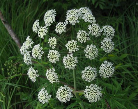 Вех ядовитый фото и картинки 69 штук