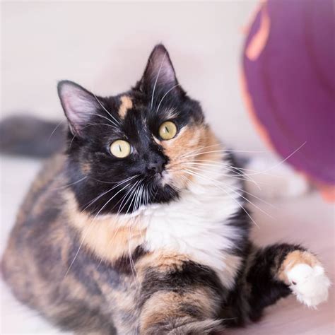 Tortoiseshell Cat Facts And Pictures